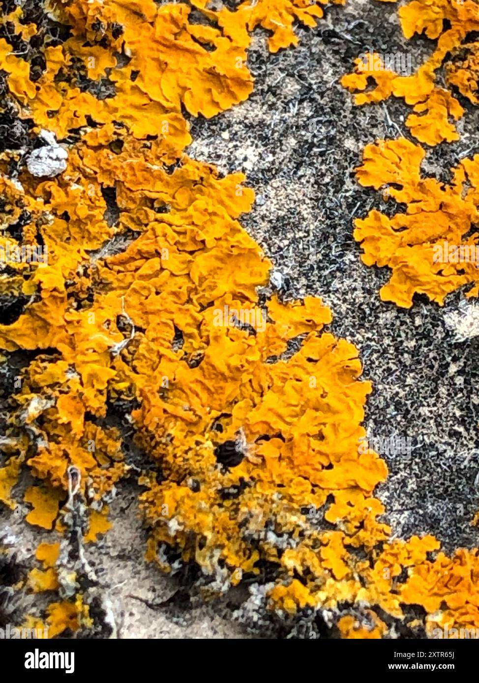 Common Sunburst Lichen (Xanthoria parietina) Fungi Stock Photo - Alamy