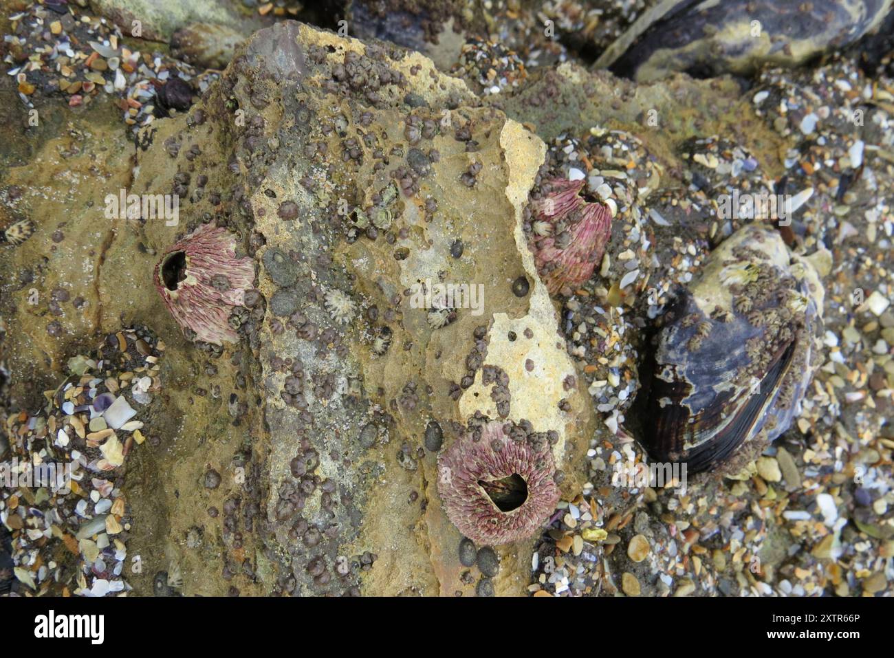 Gastropods (Gastropoda) Mollusca Stock Photo - Alamy