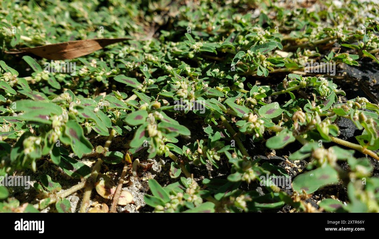 Spotted spurge (Euphorbia maculata) Plantae Stock Photo - Alamy