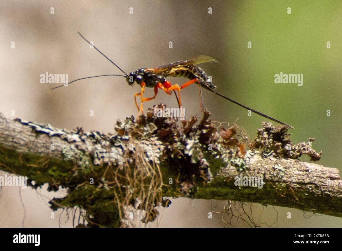 Coleocentrus hi-res stock photography and images - Alamy
