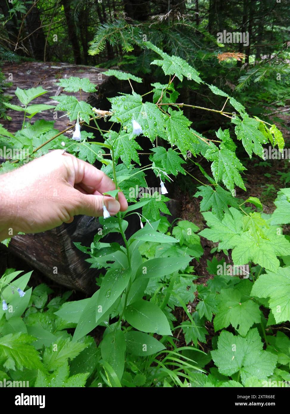 Tall Bluebell (Mertensia paniculata) Plantae Stock Photo - Alamy