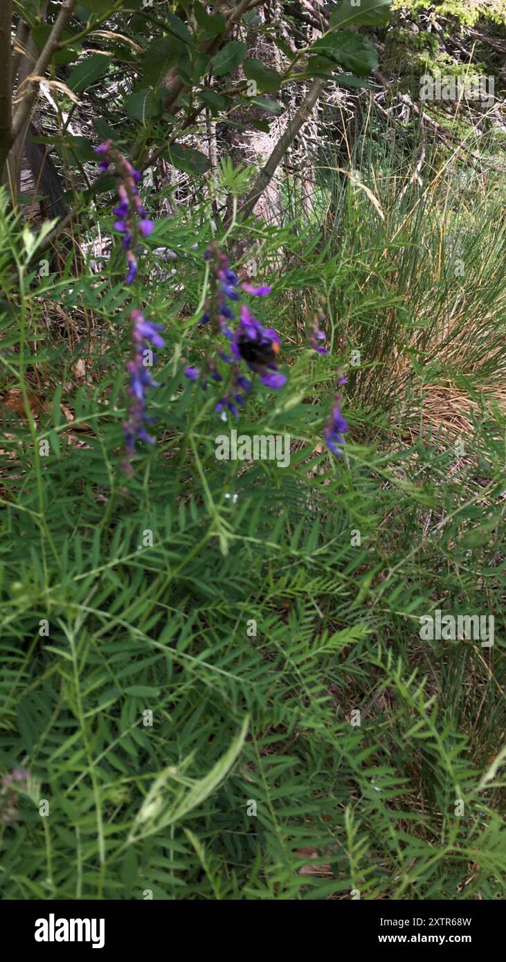 Vetches (Vicia) Plantae Stock Photo - Alamy
