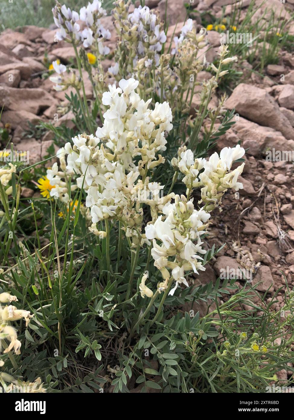 White Point-vetch (Oxytropis sericea) Plantae Stock Photo - Alamy