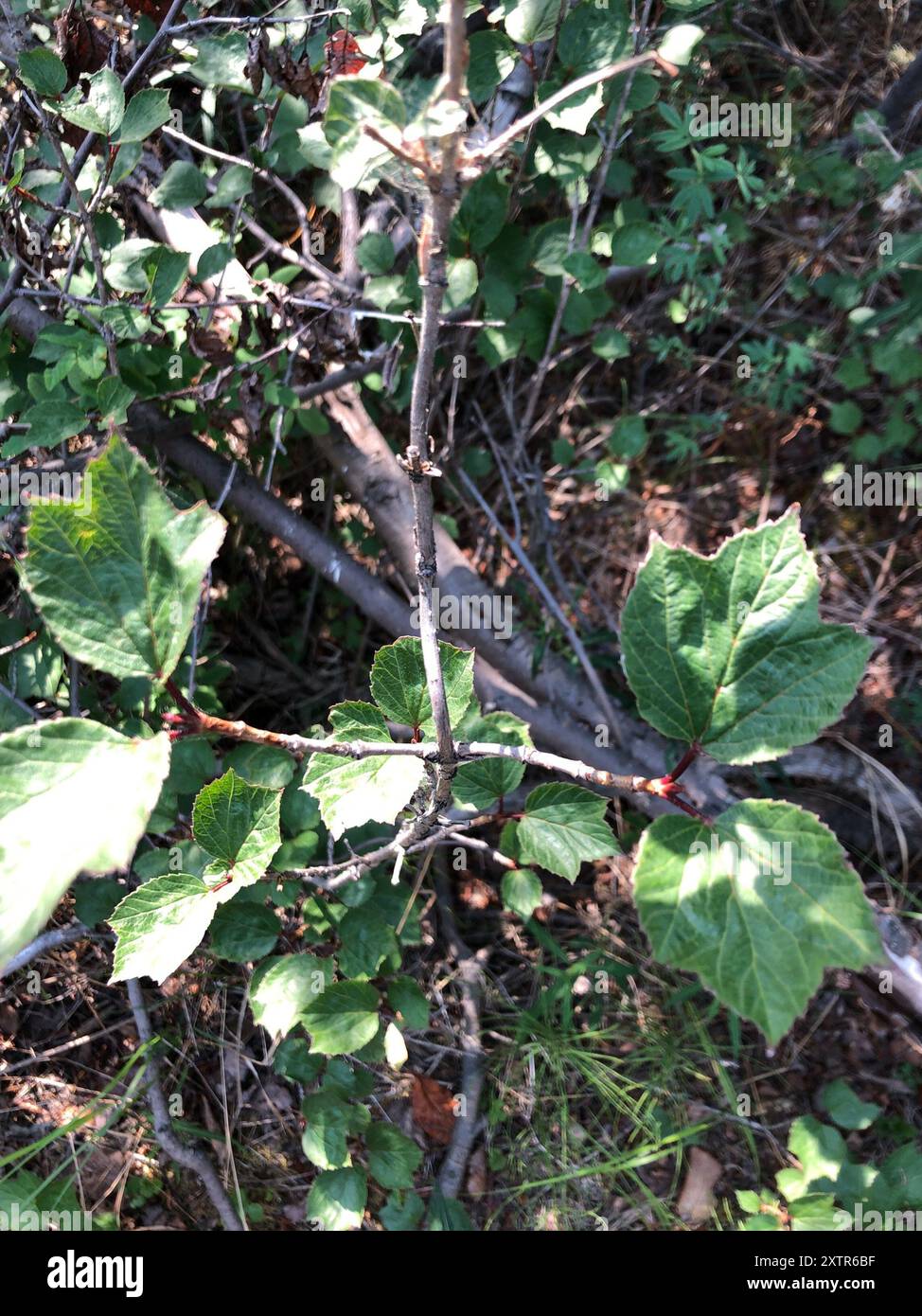 squashberry (Viburnum edule) Plantae Stock Photo - Alamy