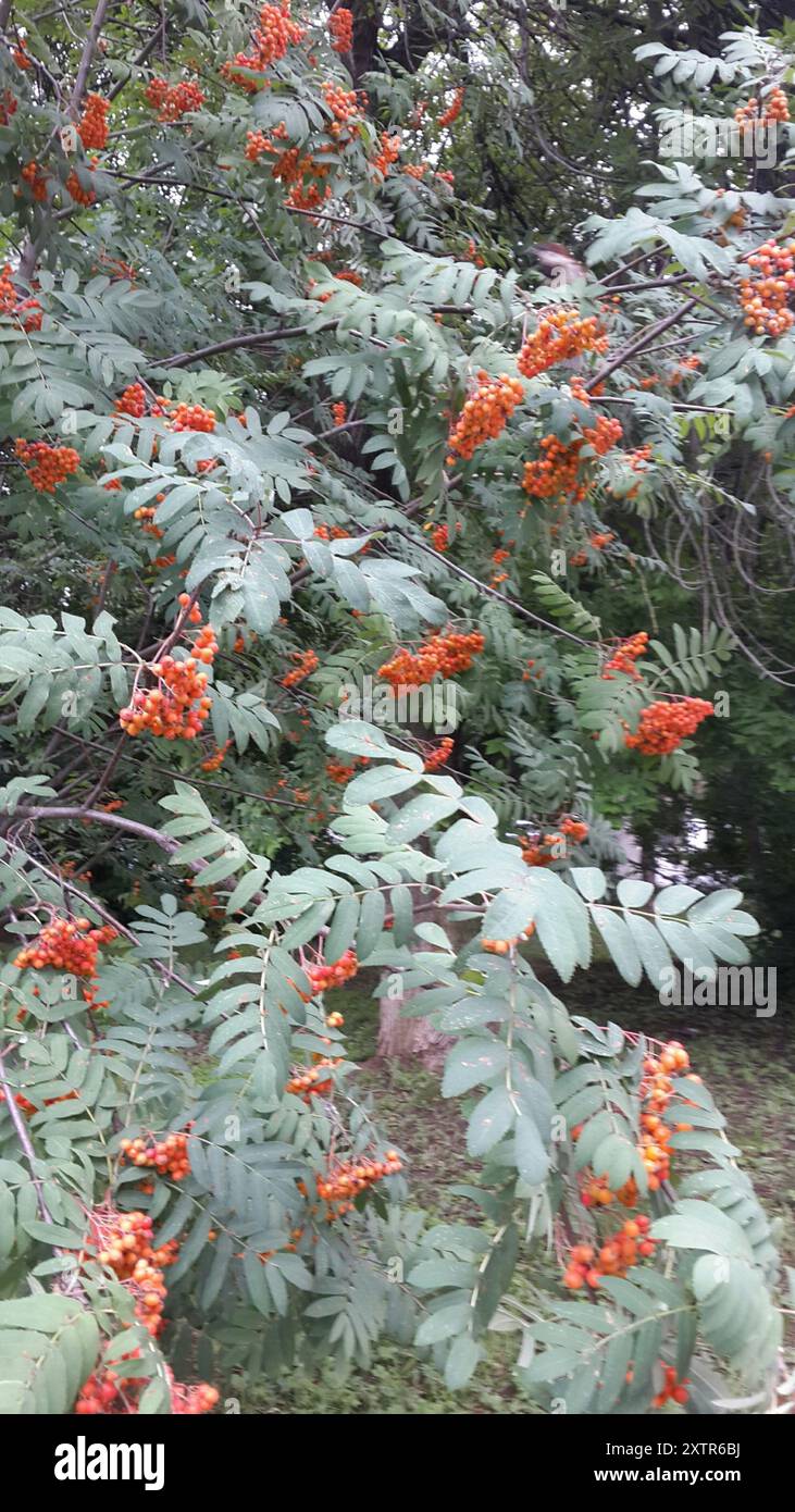 European mountain ash (Sorbus aucuparia) Plantae Stock Photo - Alamy