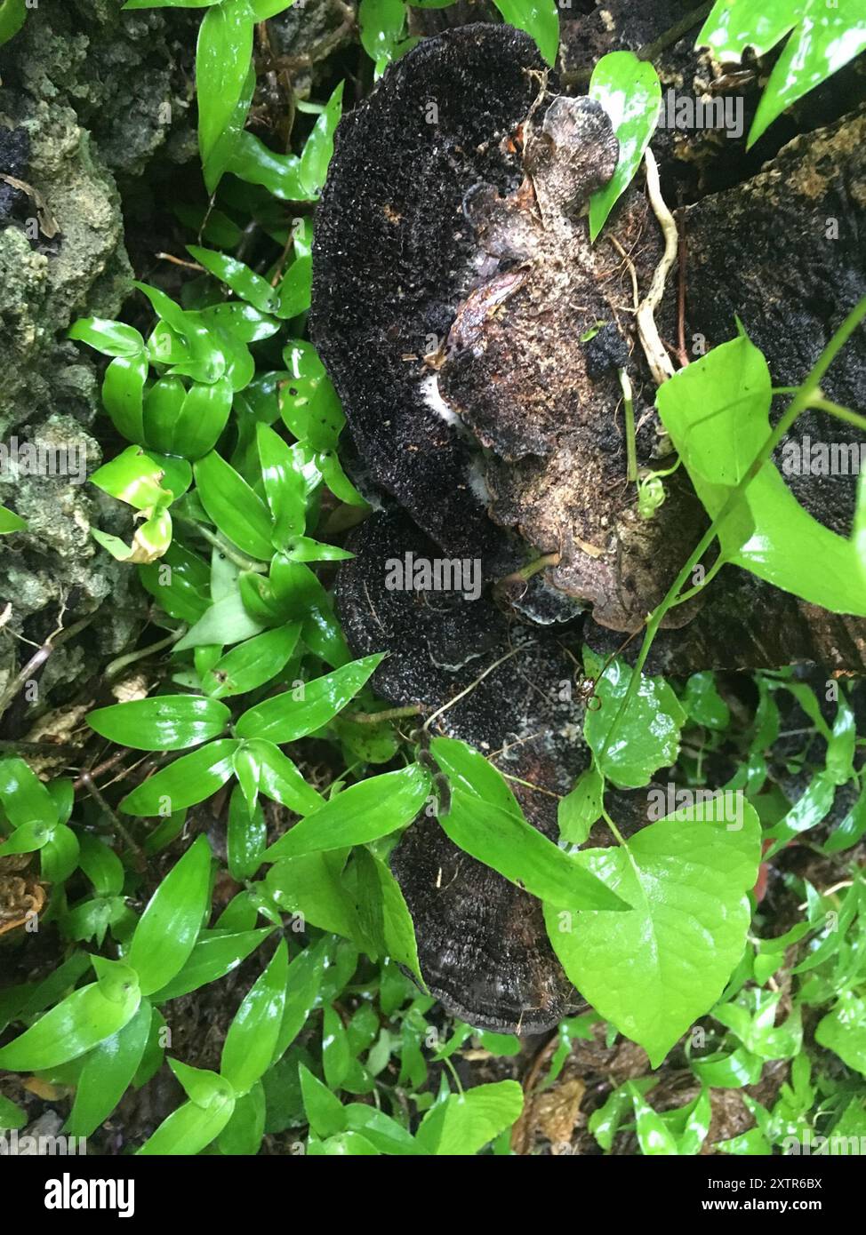 Hairy Hexagonia (Hexagonia hydnoides) Fungi Stock Photo - Alamy