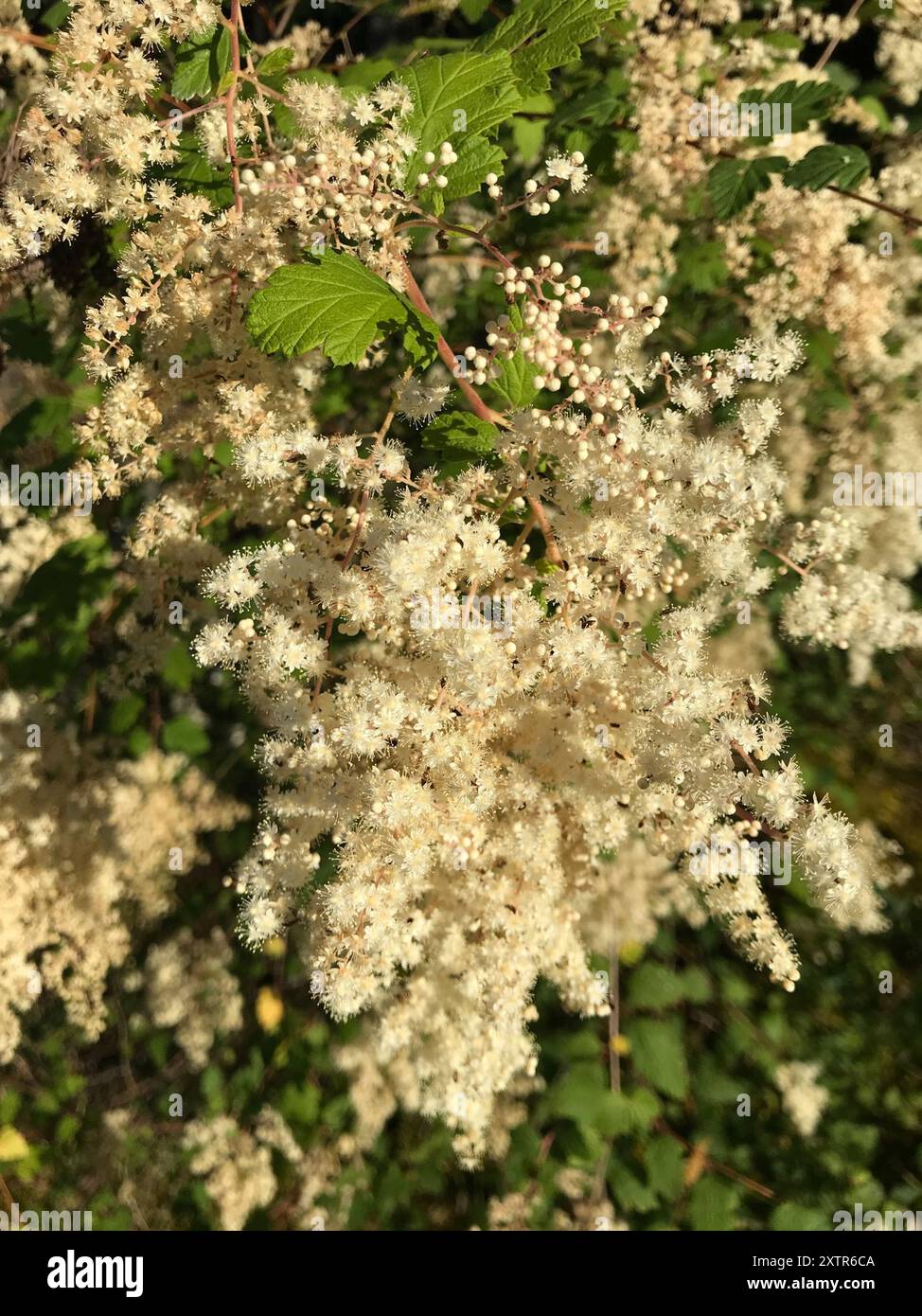 Ocean spray (Holodiscus discolor) Plantae Stock Photo - Alamy