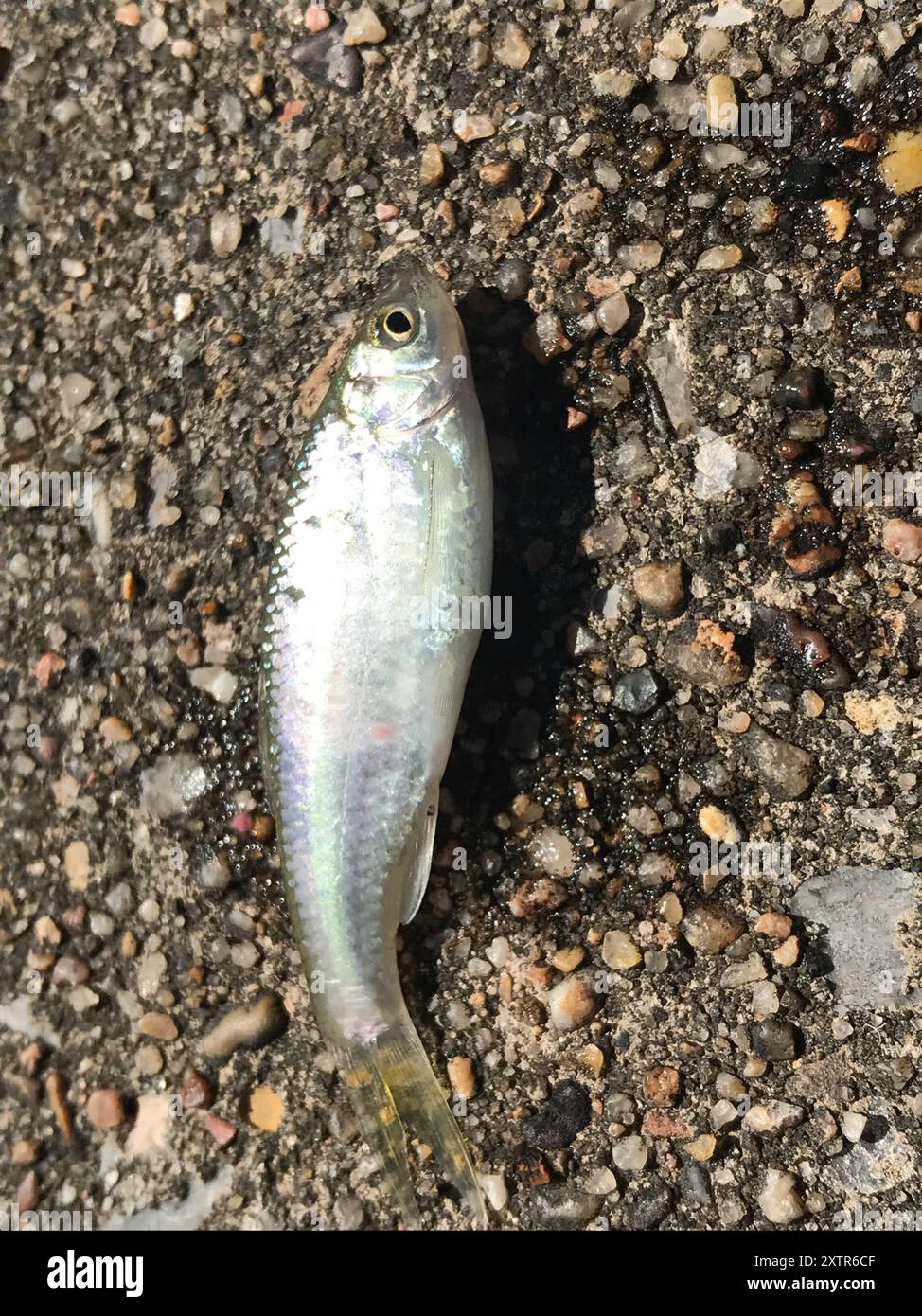 Carps and Minnows (Cyprinoidei) Actinopterygii Stock Photo - Alamy