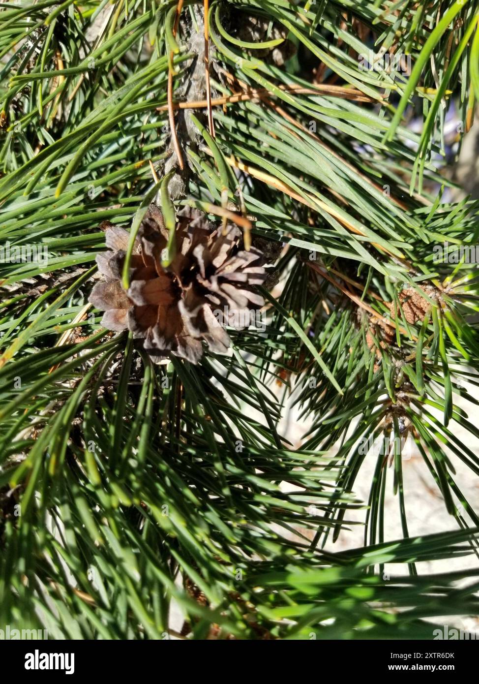 Shore Pine (Pinus contorta contorta) Plantae Stock Photo - Alamy