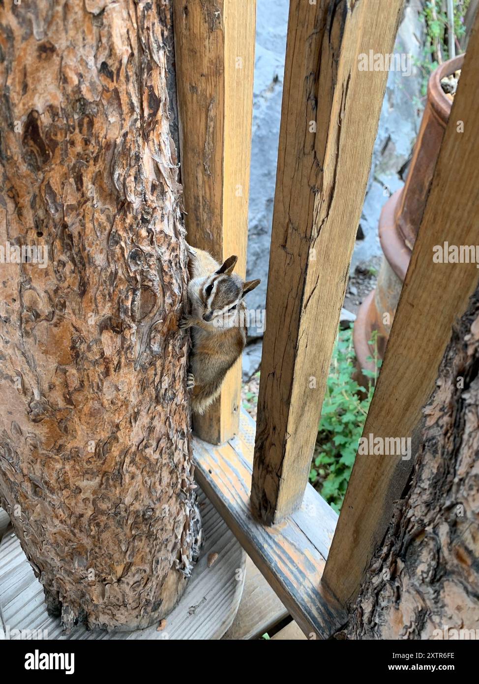 Western Chipmunks (Neotamias) Mammalia Stock Photo - Alamy