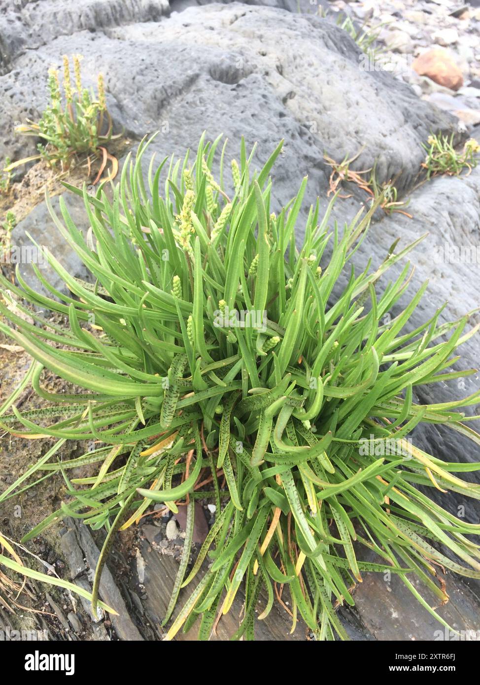 Sea Plantain (Plantago maritima) Plantae Stock Photo - Alamy