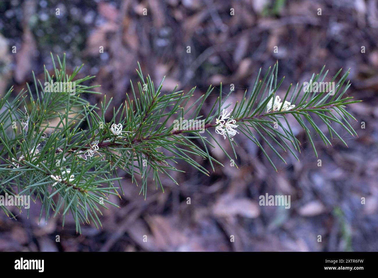 Pincushion trees (Hakea) Plantae Stock Photo - Alamy