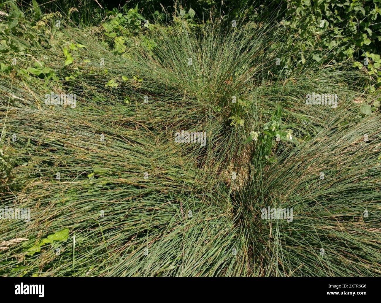 Hard Rush (Juncus inflexus) Plantae Stock Photo - Alamy