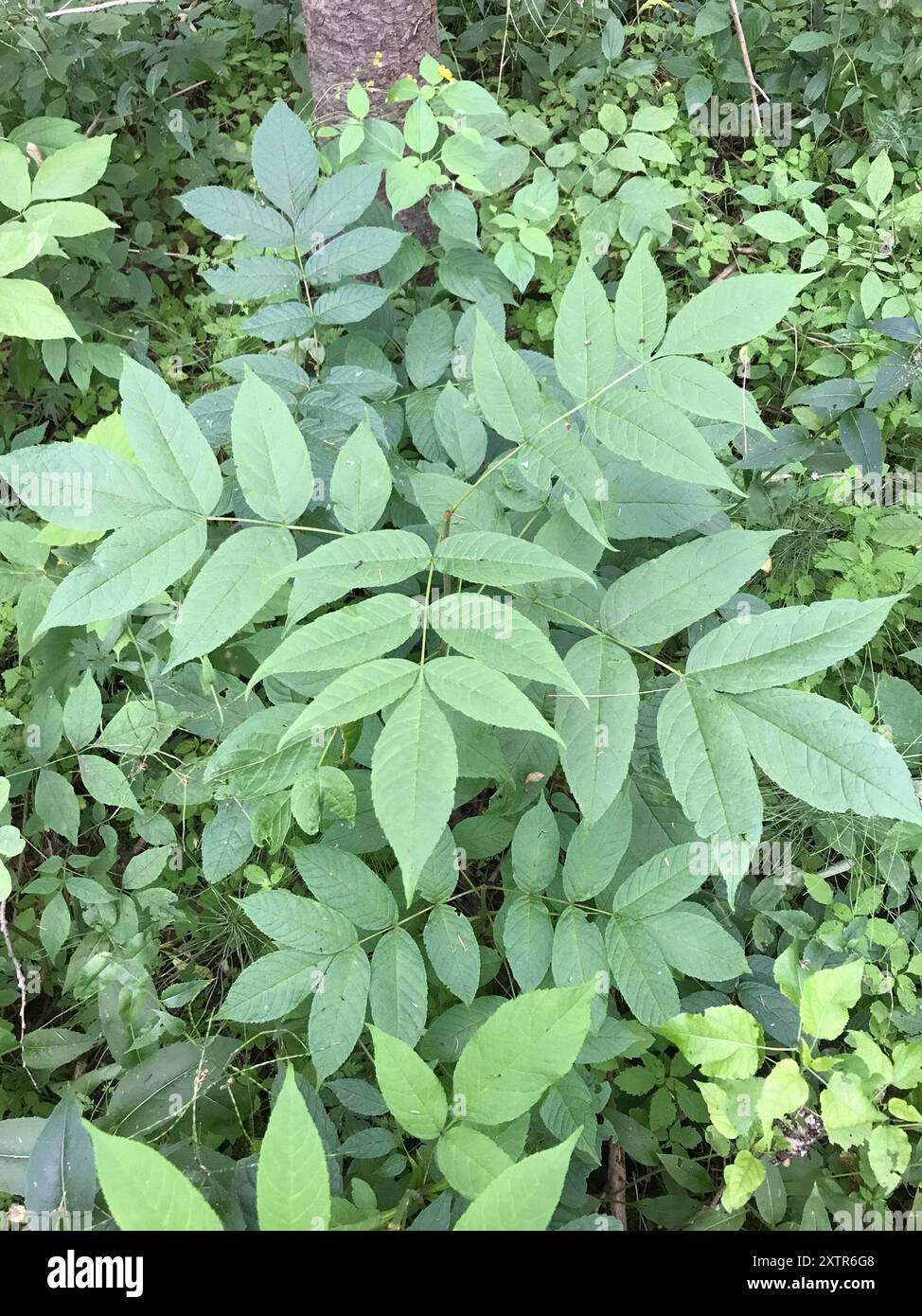 ashes (Fraxinus) Plantae Stock Photo - Alamy