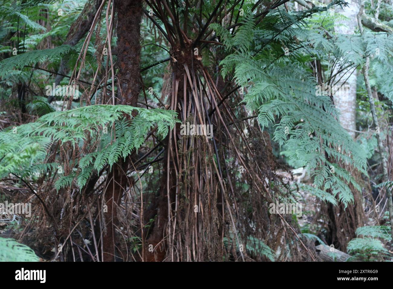 Forest Tree Fern (Cyathea capensis) Plantae Stock Photo - Alamy