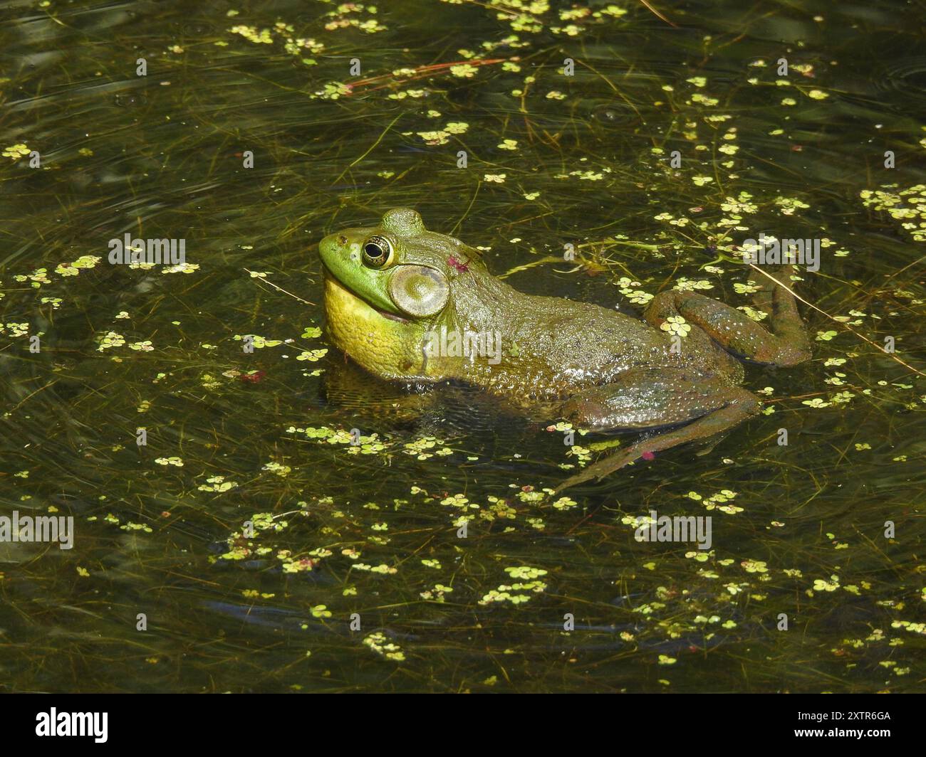 American Bullfrog (Lithobates catesbeianus) Amphibia Stock Photo - Alamy
