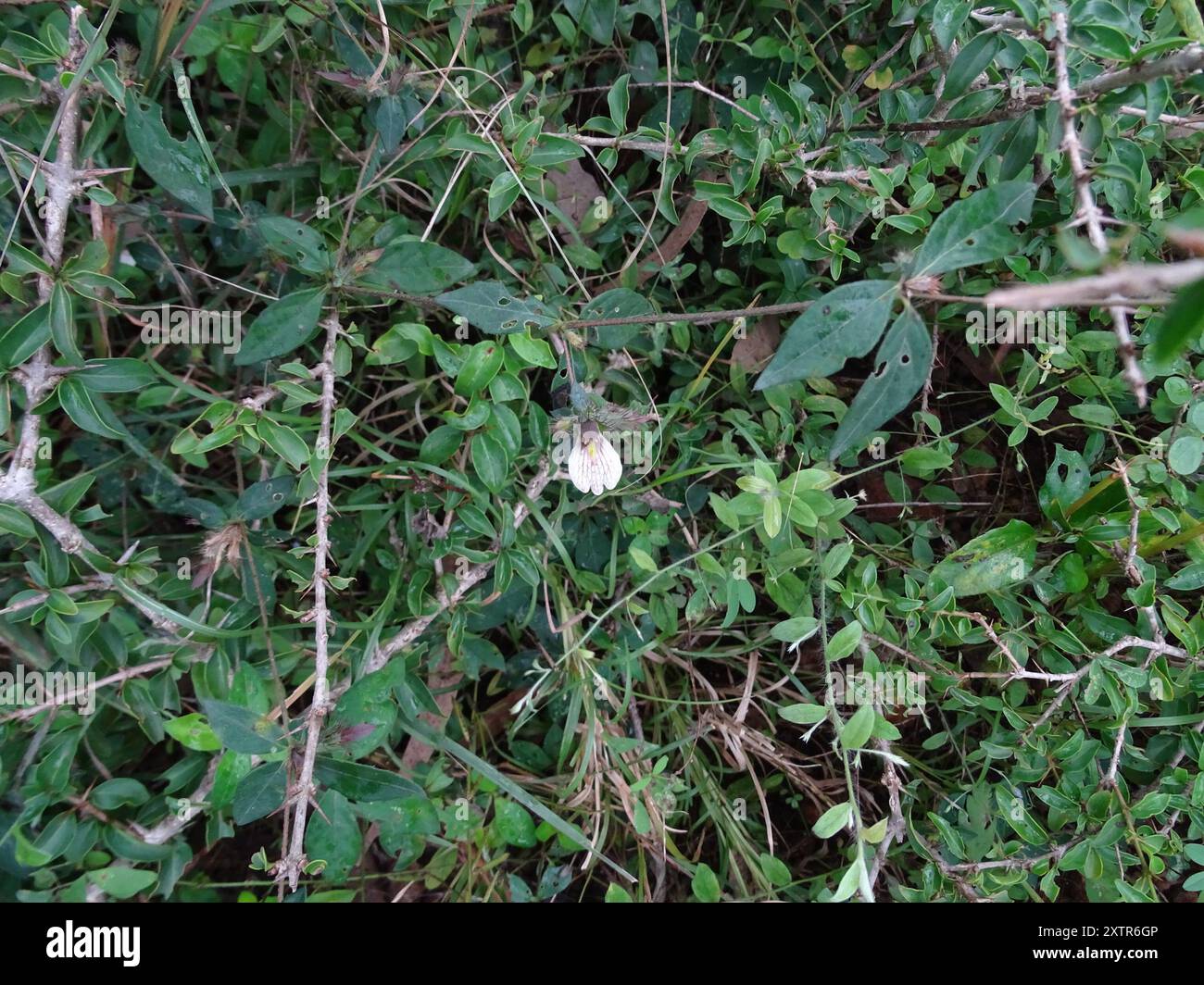 Surprise Packet (Blepharis maderaspatensis) Plantae Stock Photo - Alamy