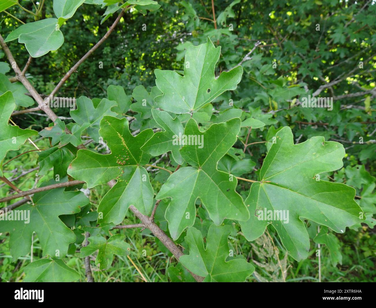 field maple (Acer campestre) Plantae Stock Photo - Alamy