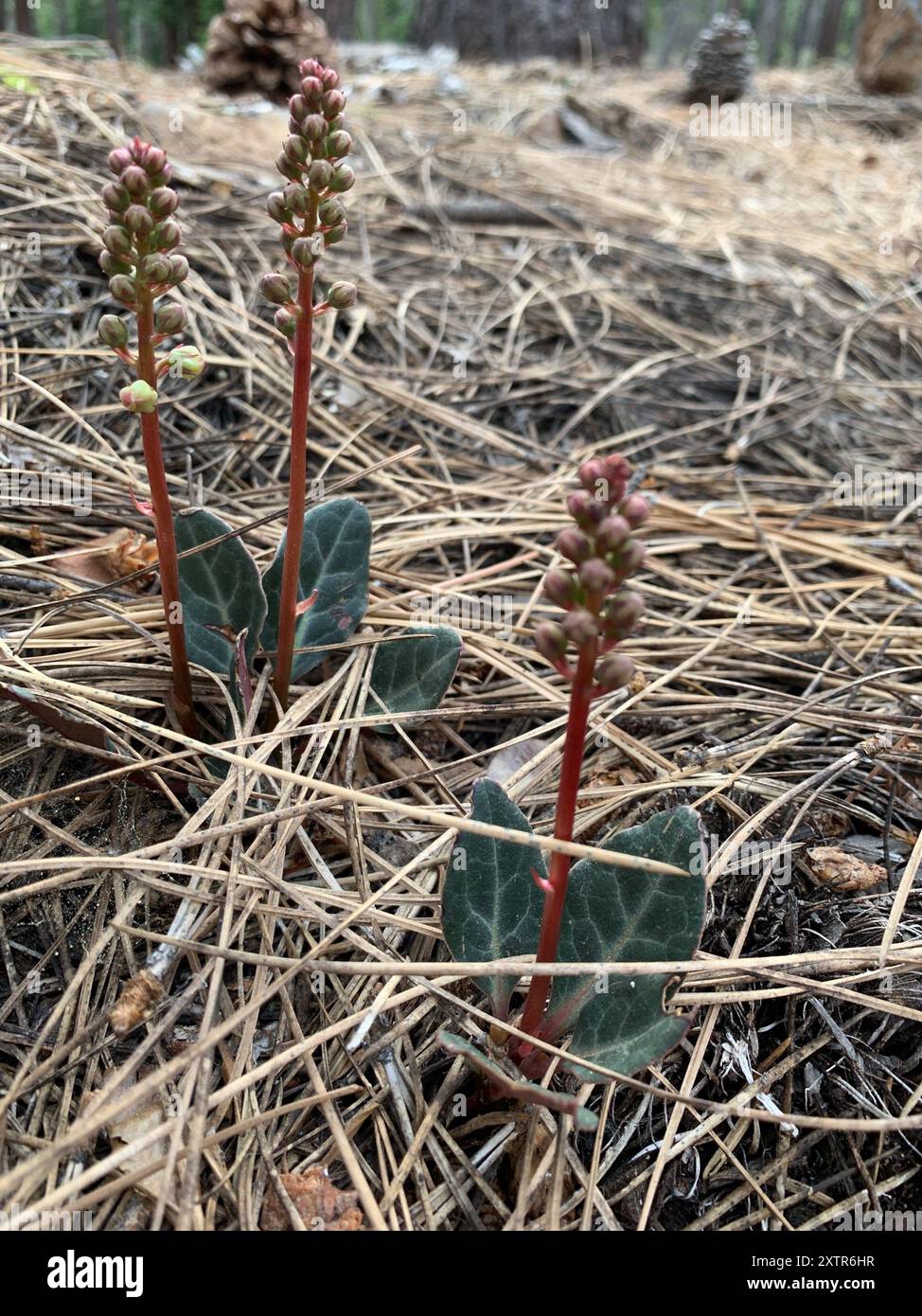 white-veined wintergreen (Pyrola picta) Plantae Stock Photo - Alamy