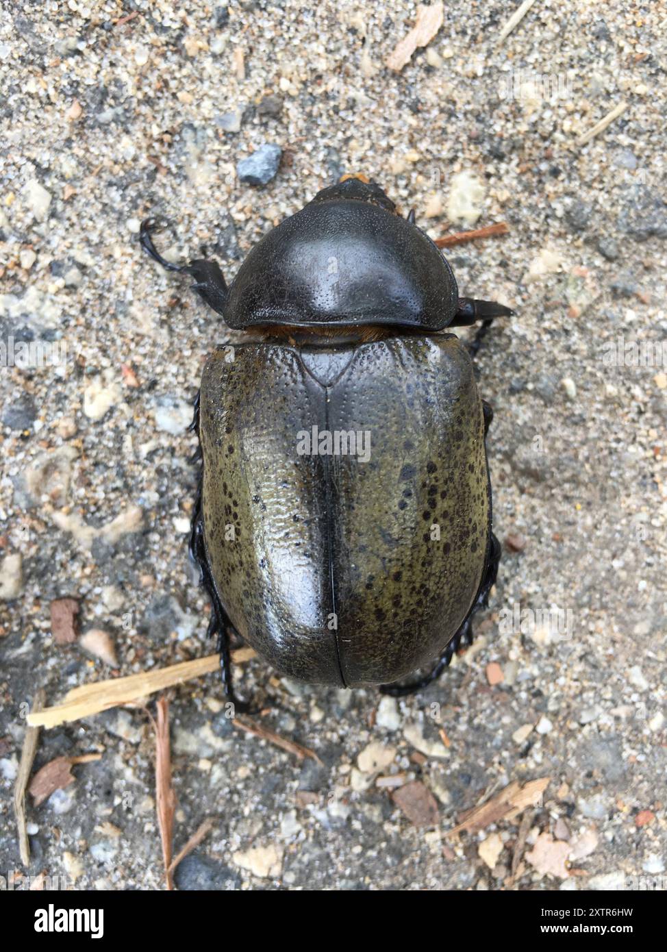 Eastern Hercules Beetle (Dynastes tityus) Insecta Stock Photo - Alamy