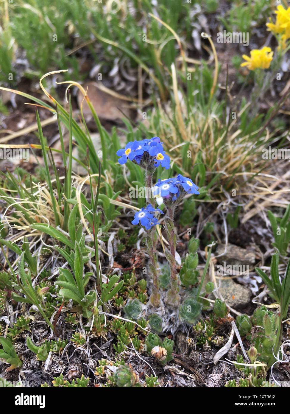 pale alpine forget-me-not (Eritrichium argenteum) Plantae Stock Photo ...