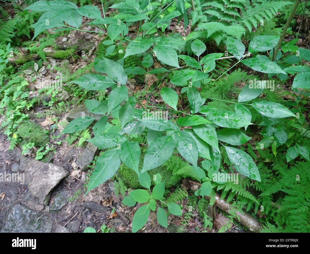 American bladdernut (Staphylea trifolia) Plantae Stock Photo - Alamy
