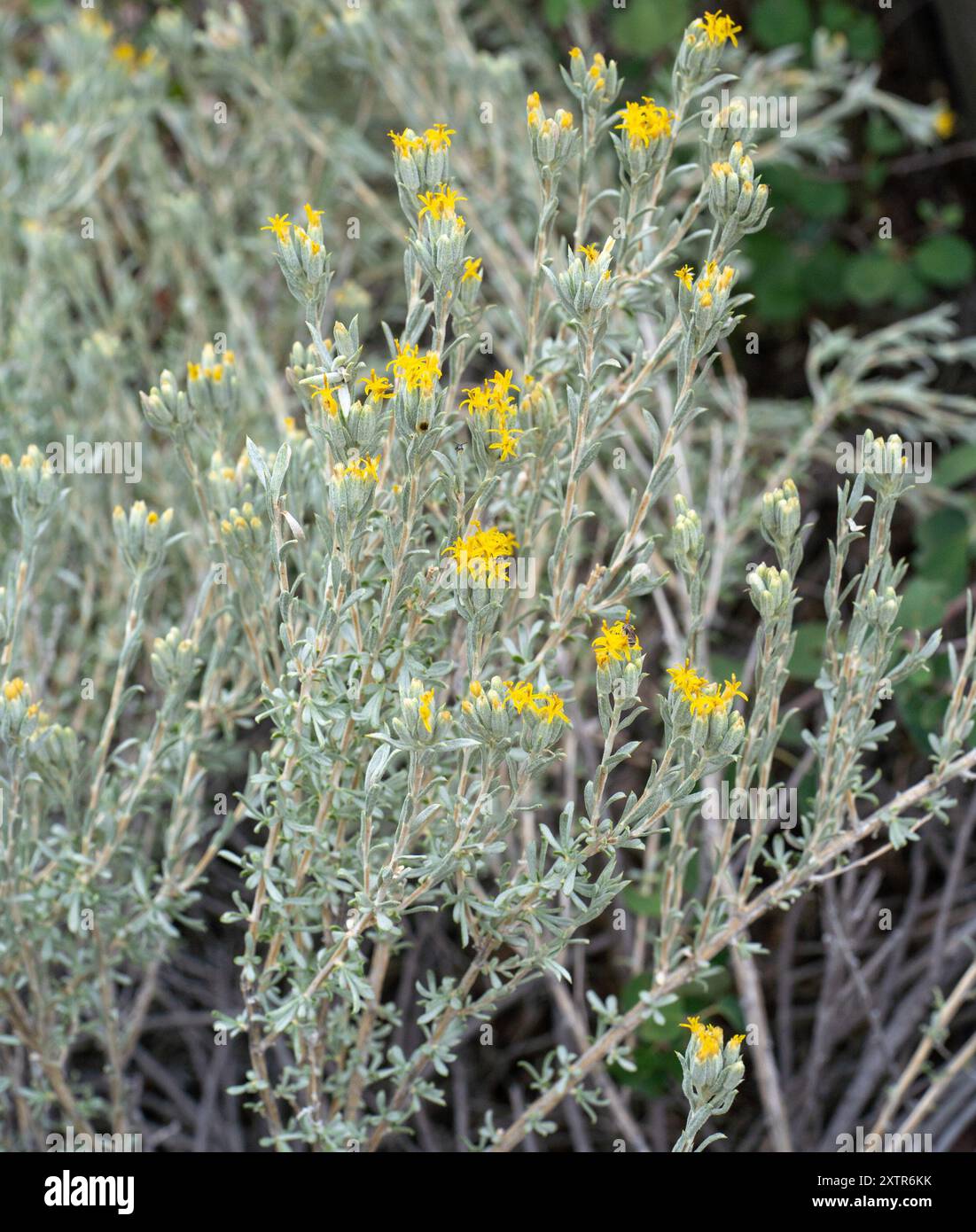 Spineless Horsebrush (Tetradymia canescens) Plantae Stock Photo - Alamy