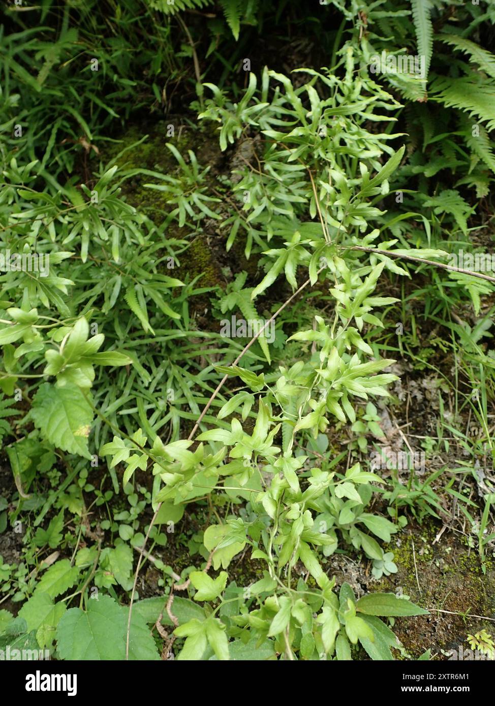 Japanese climbing fern (Lygodium japonicum) Plantae Stock Photo - Alamy