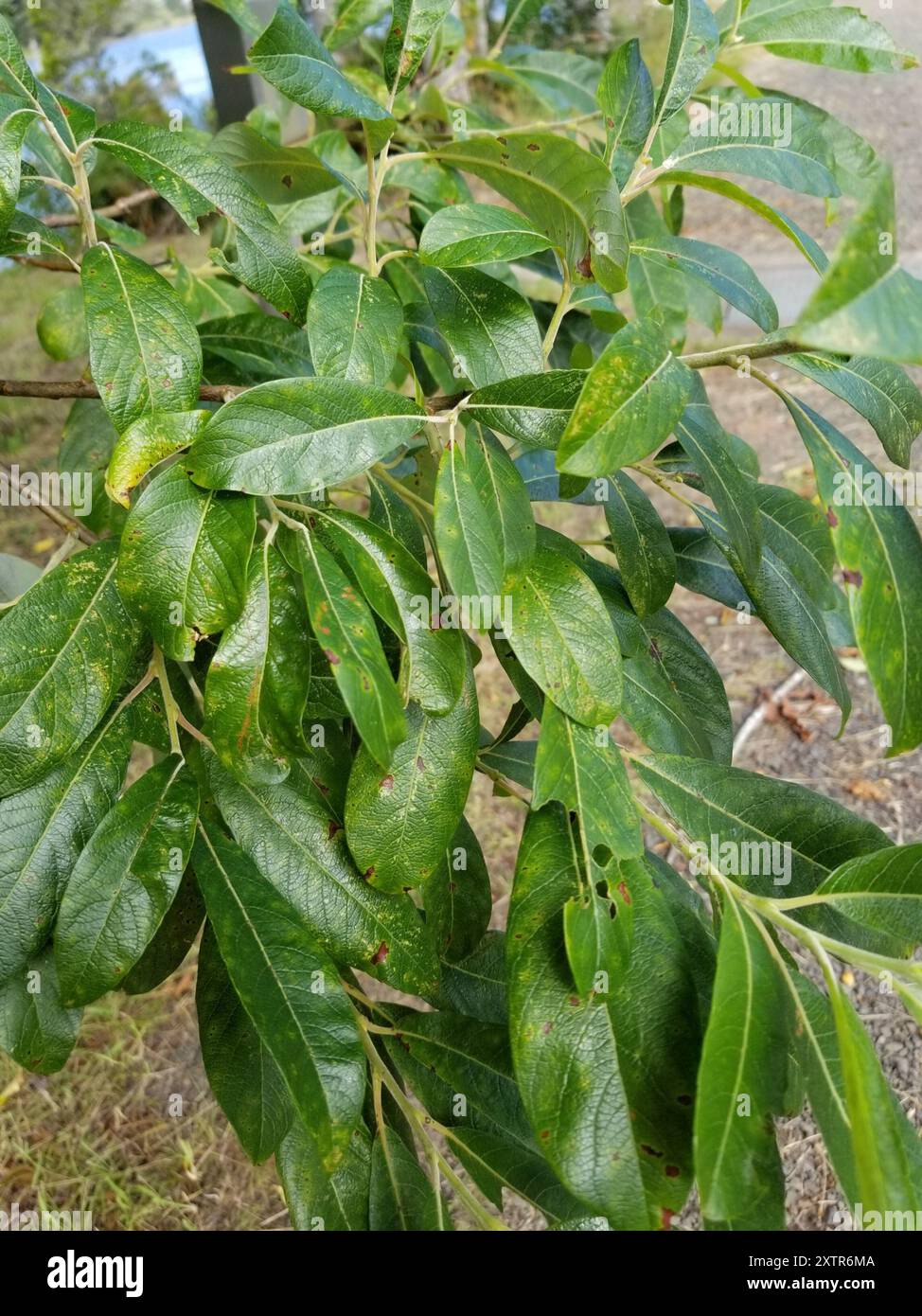 Scouler's willow (Salix scouleriana) Plantae Stock Photo - Alamy