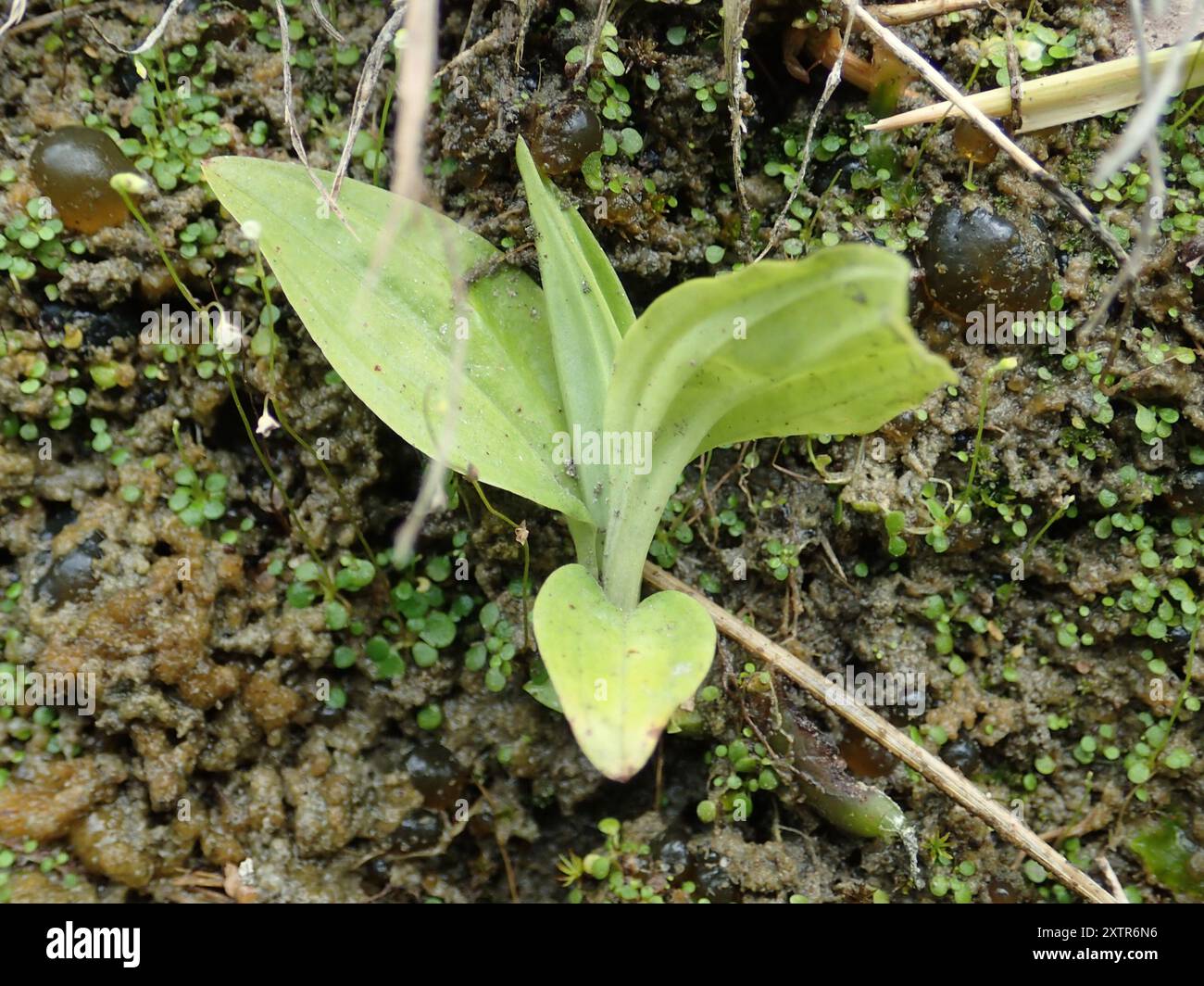 (Crepidium purpureum) Plantae Stock Photo - Alamy