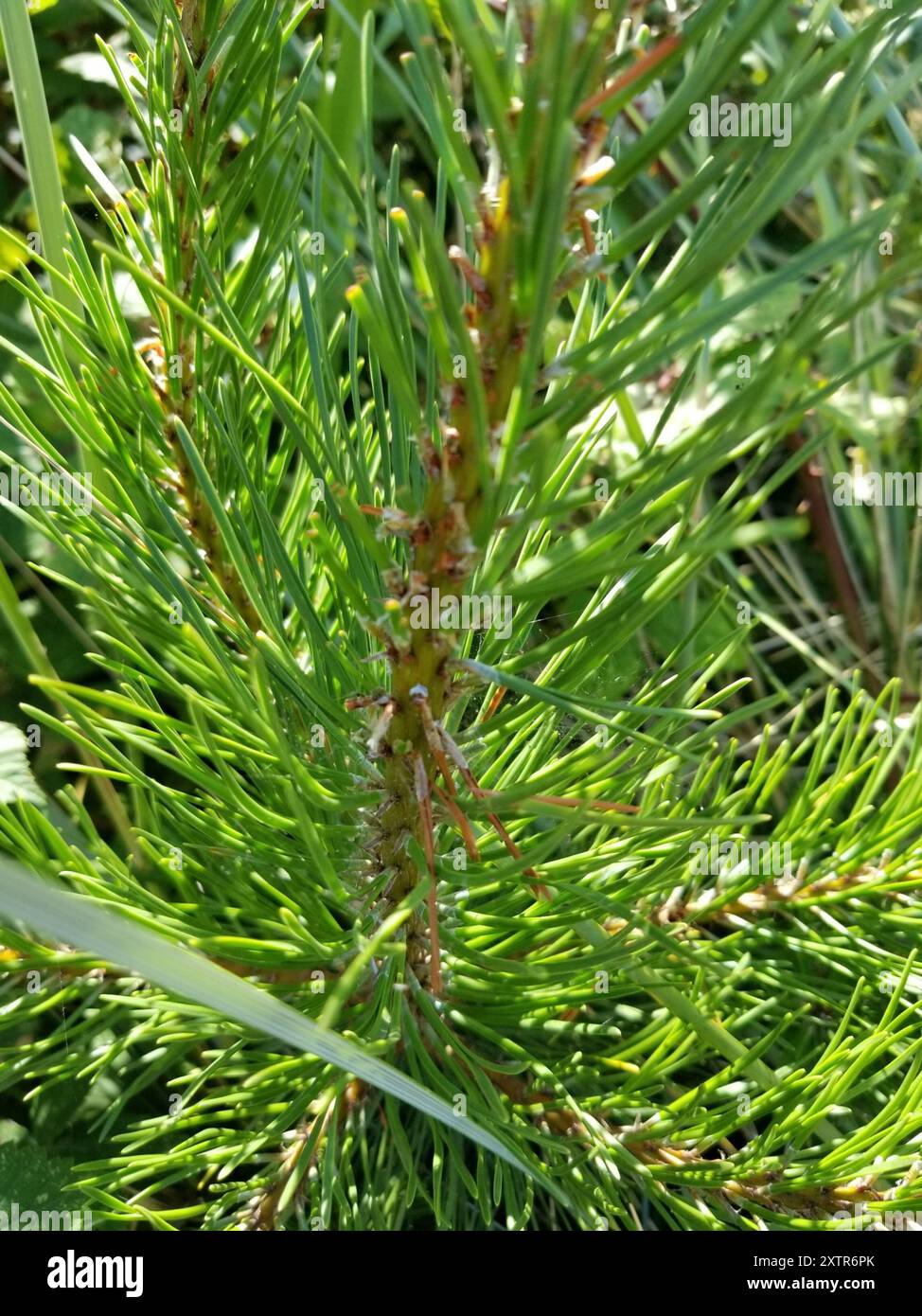Shore Pine (Pinus contorta contorta) Plantae Stock Photo - Alamy