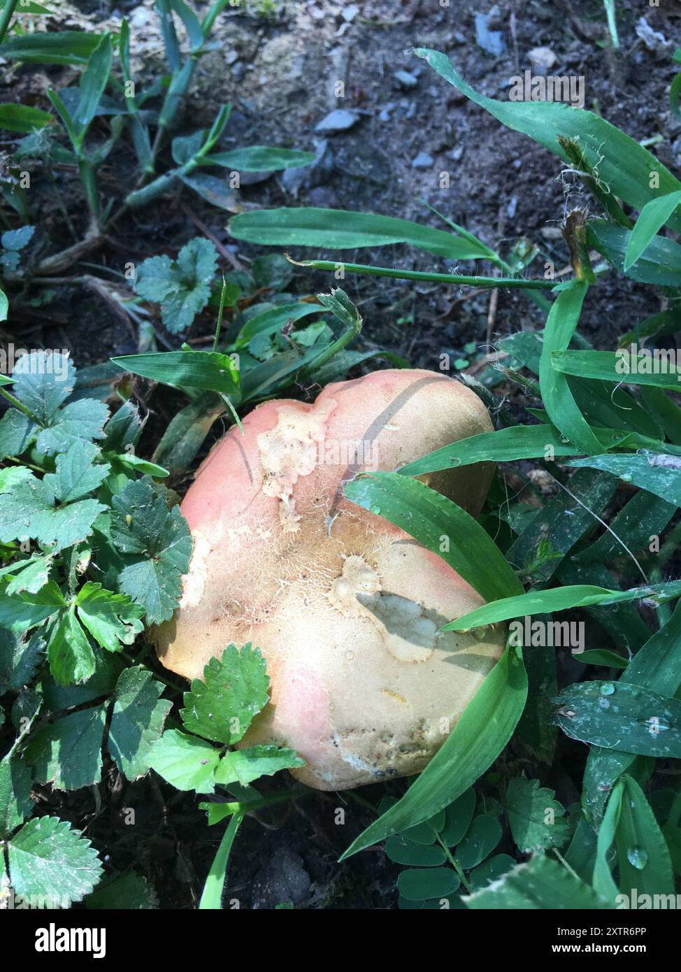 Ruby Bolete (Hortiboletus rubellus) Fungi Stock Photo - Alamy