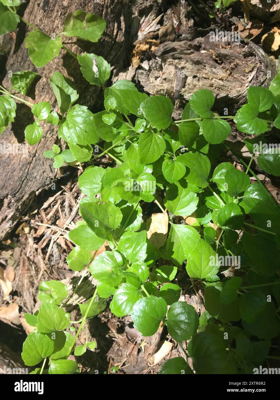 yerba buena (Clinopodium douglasii) Plantae Stock Photo - Alamy