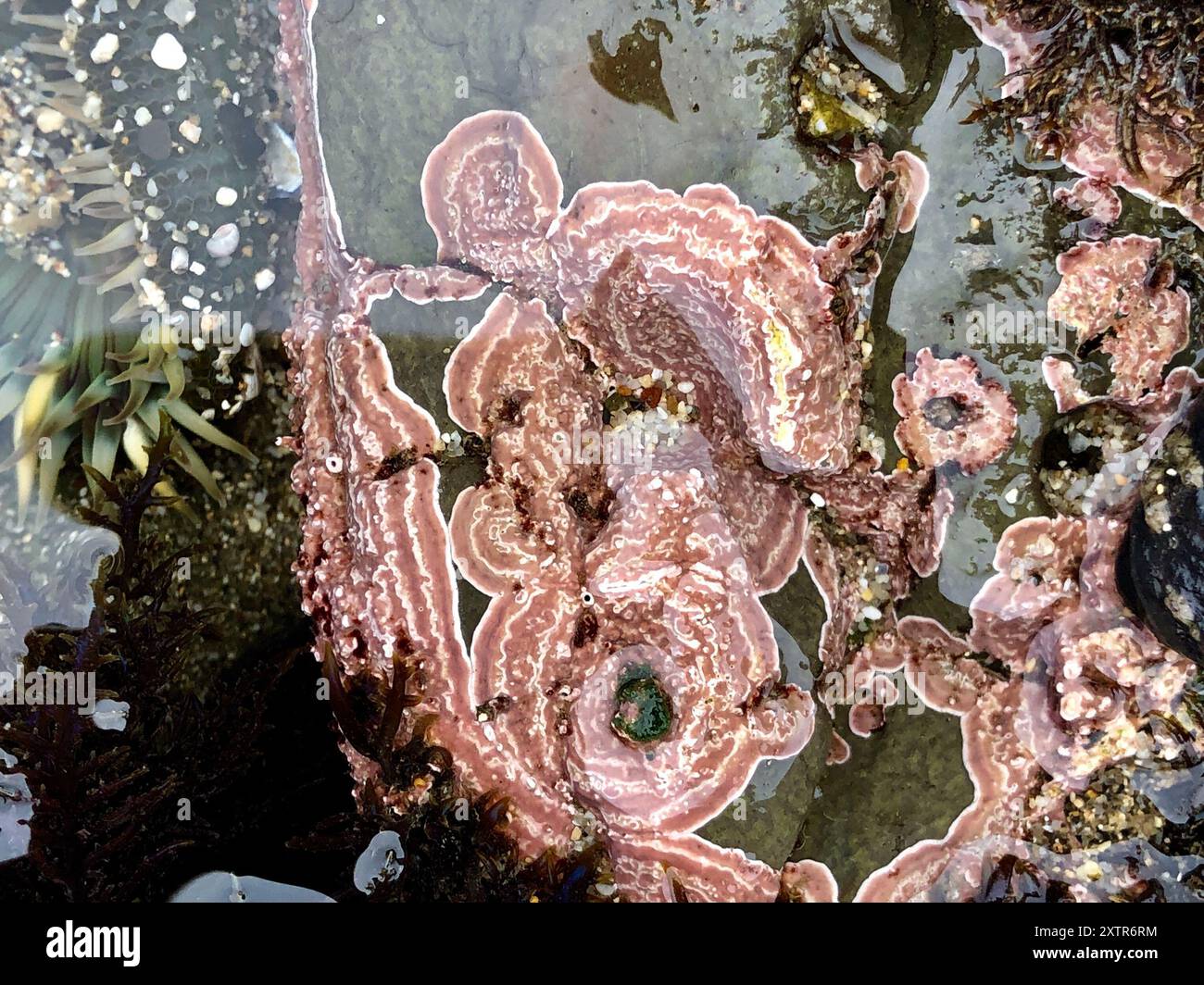 Crustose coralline algae (Lithothamnion) Plantae Stock Photo - Alamy