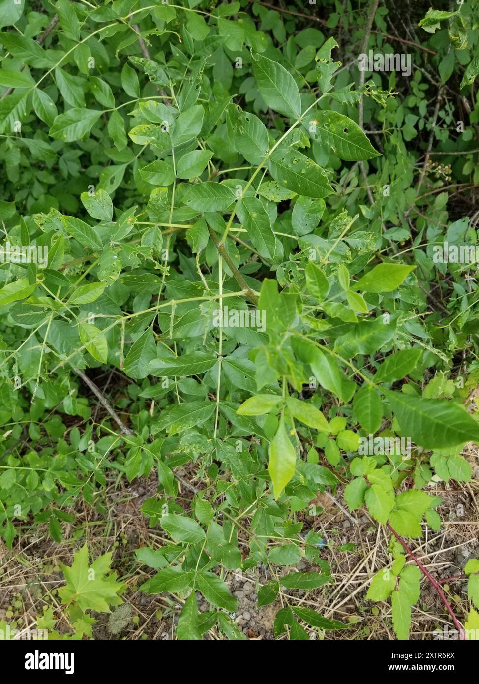 Oregon Ash (Fraxinus latifolia) Plantae Stock Photo - Alamy