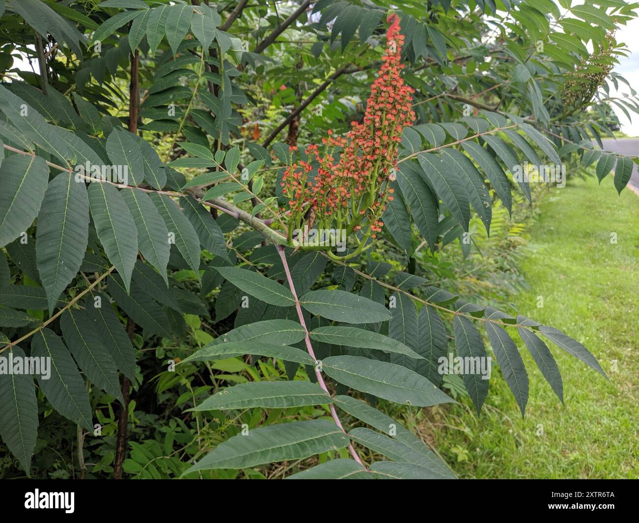 smooth sumac (Rhus glabra) Plantae Stock Photo - Alamy