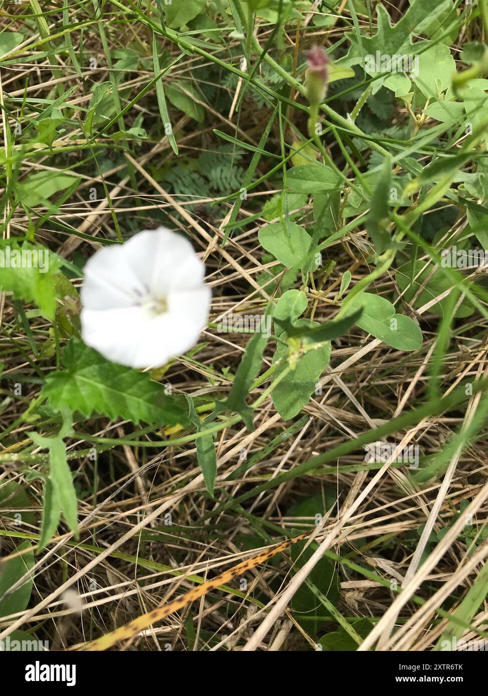 Texas bindweed (Convolvulus equitans) Plantae Stock Photo - Alamy