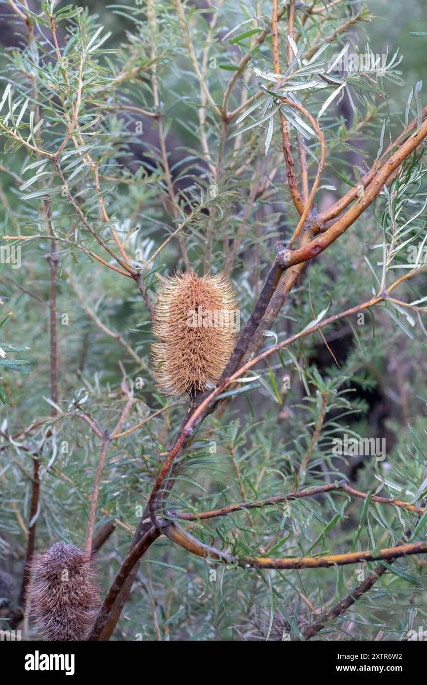 Silver Banksia (Banksia marginata) Plantae Stock Photo - Alamy