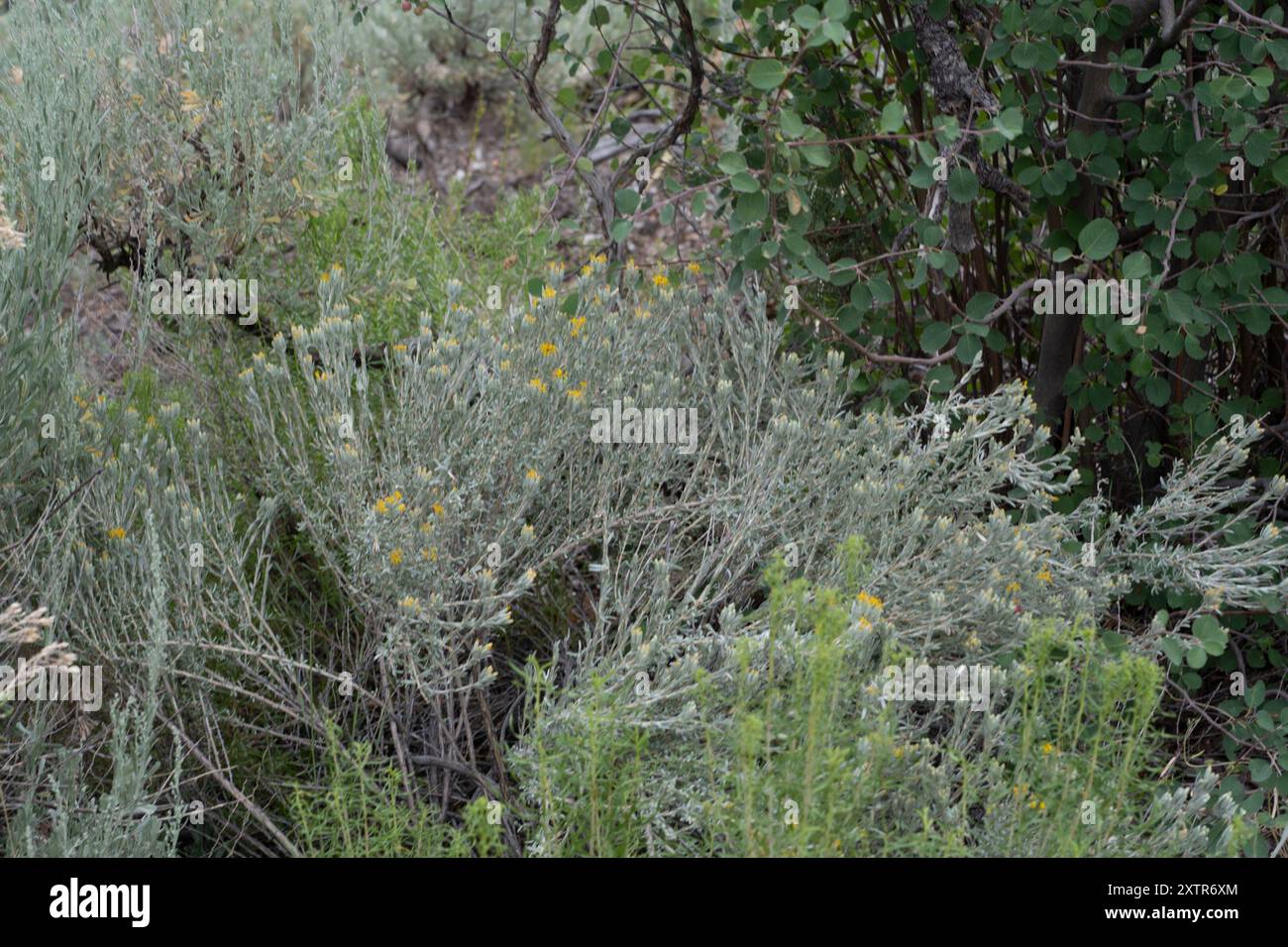 Spineless Horsebrush (Tetradymia canescens) Plantae Stock Photo - Alamy