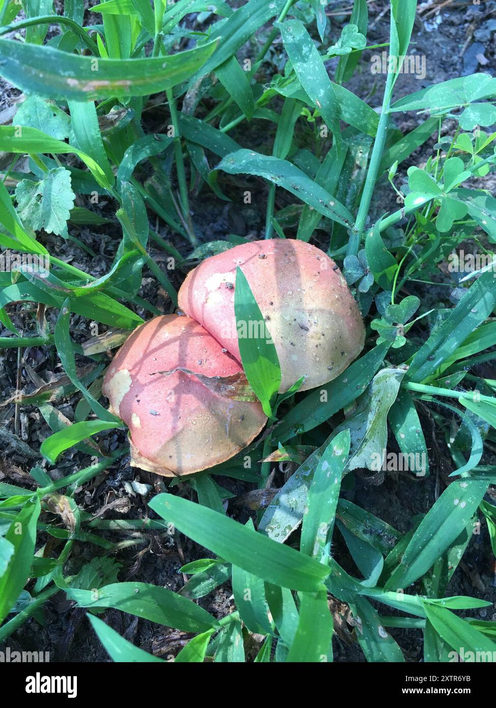 Ruby Bolete (Hortiboletus rubellus) Fungi Stock Photo - Alamy