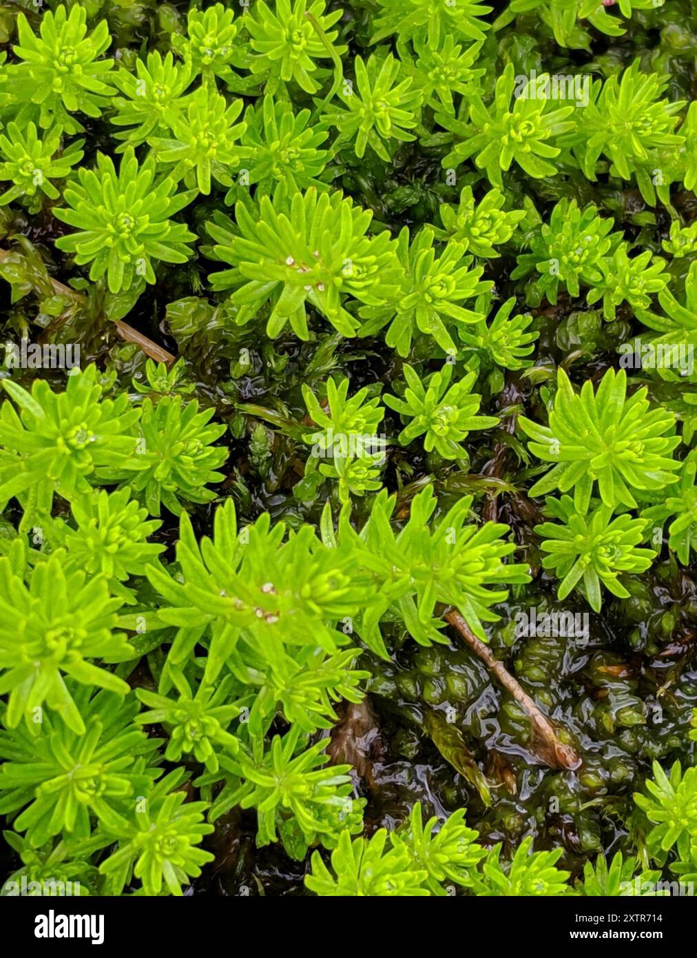 plants (Plantae) Plantae Stock Photo - Alamy