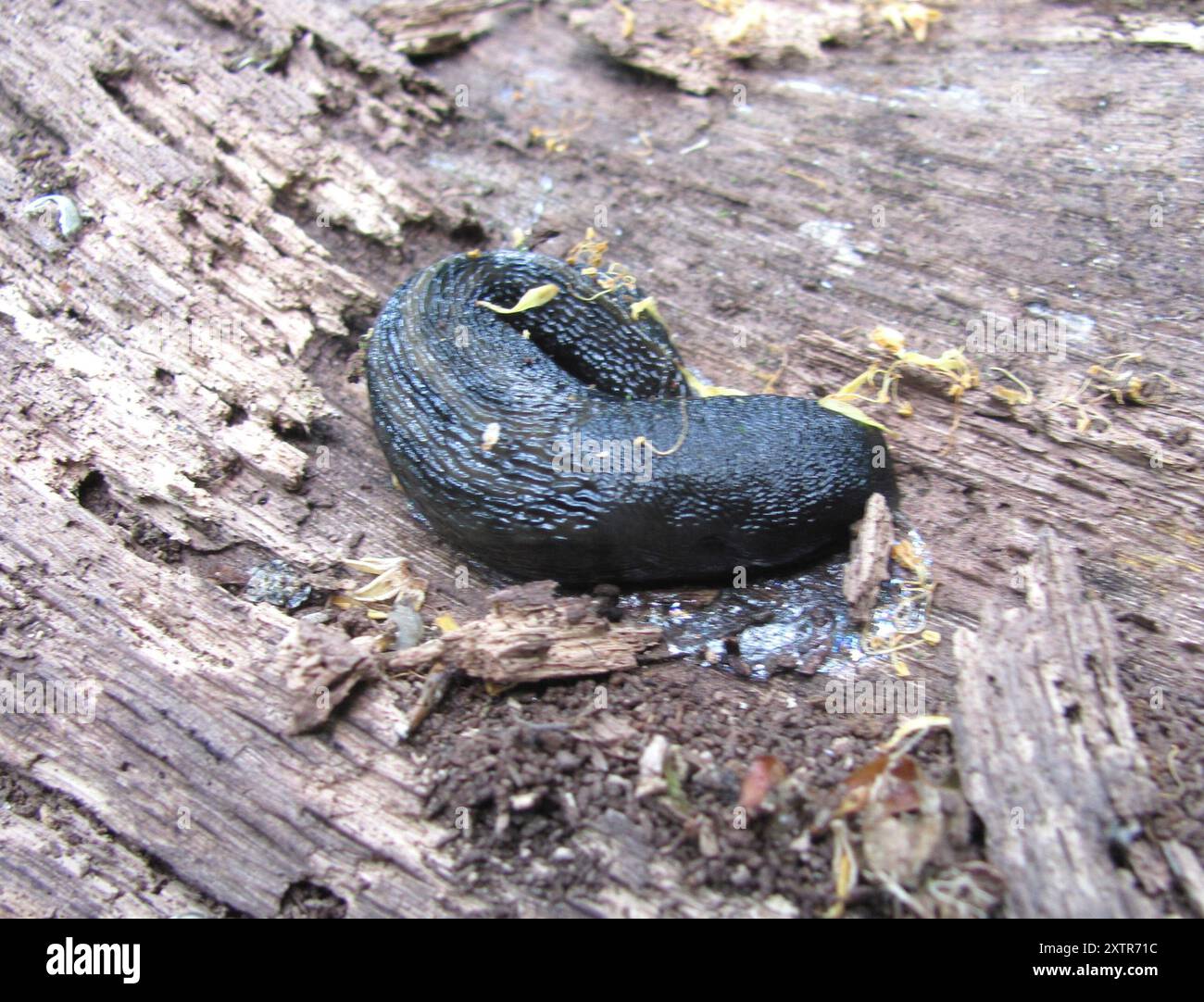 Ash-black Slug (Limax cinereoniger) Mollusca Stock Photo - Alamy