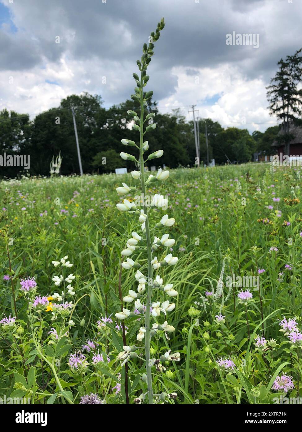 white wild indigo (Baptisia alba) Plantae Stock Photo - Alamy