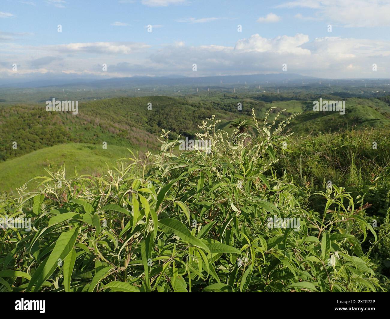 Five-leaved chaste tree (Vitex negundo) Plantae Stock Photo - Alamy