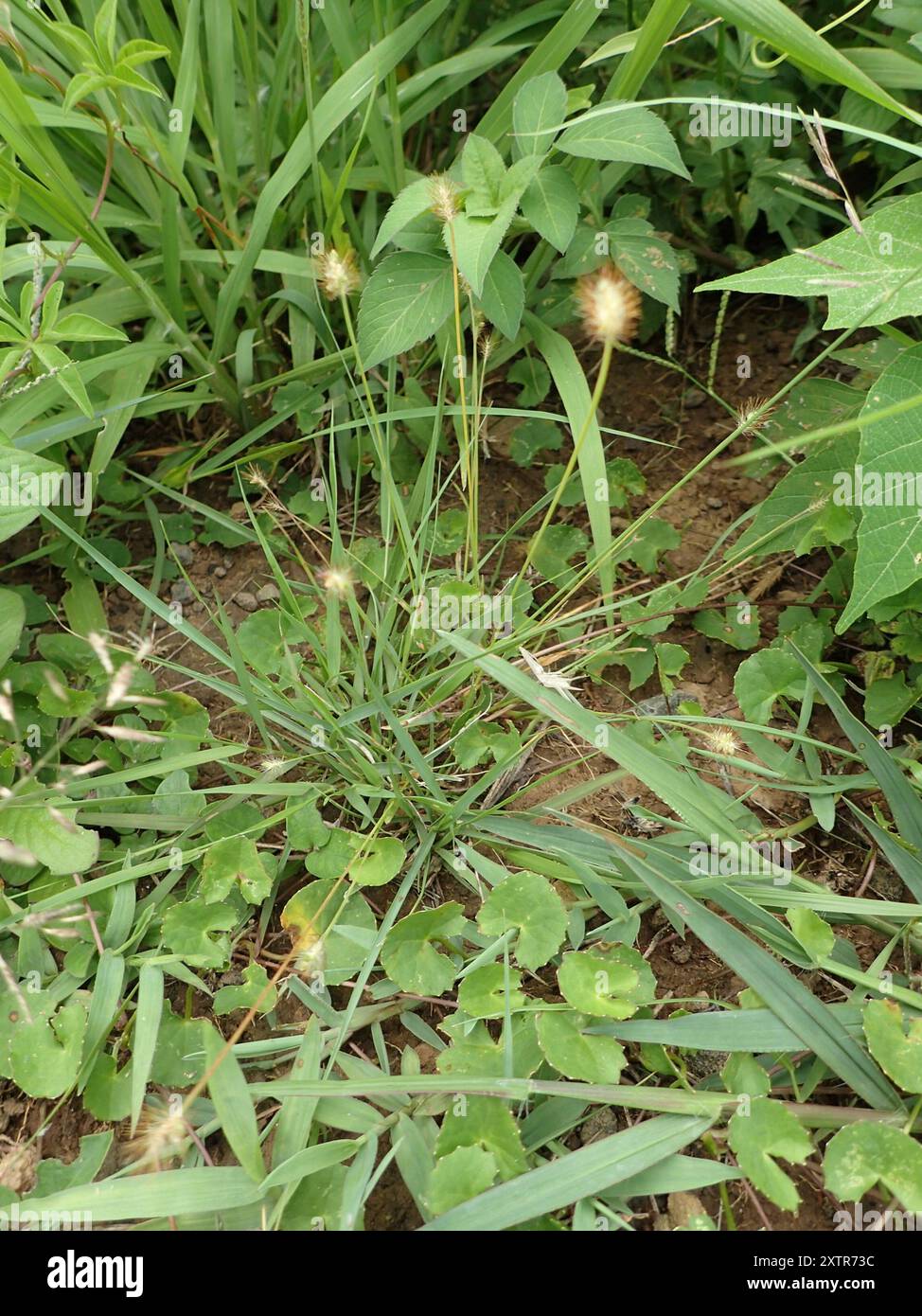 knotroot bristlegrass (Setaria parviflora) Plantae Stock Photo - Alamy