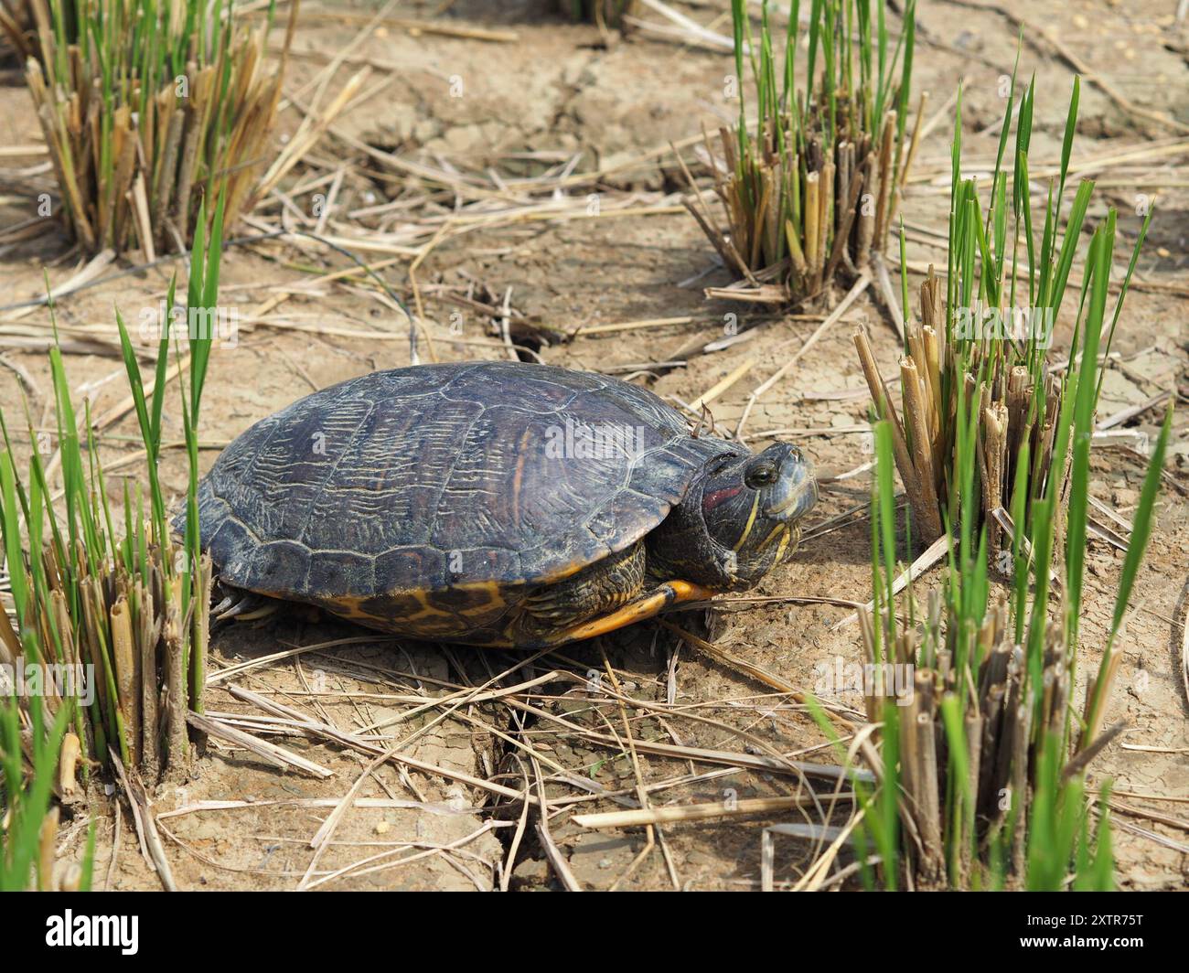 Red-eared Slider (Trachemys scripta elegans) Reptilia Stock Photo - Alamy