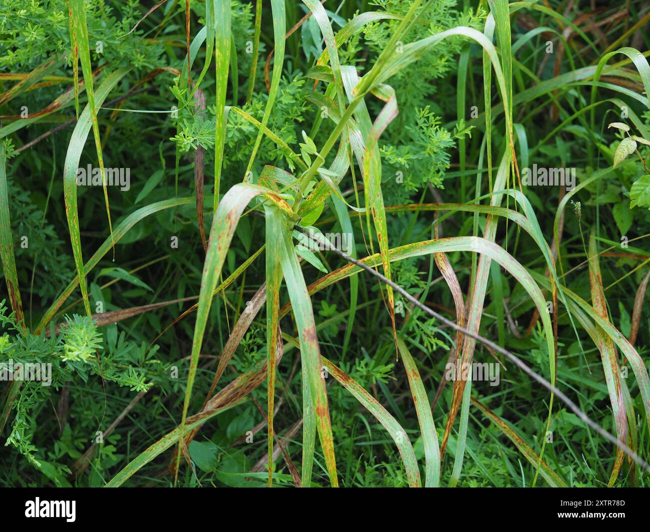 eastern gamagrass (Tripsacum dactyloides) Plantae Stock Photo - Alamy