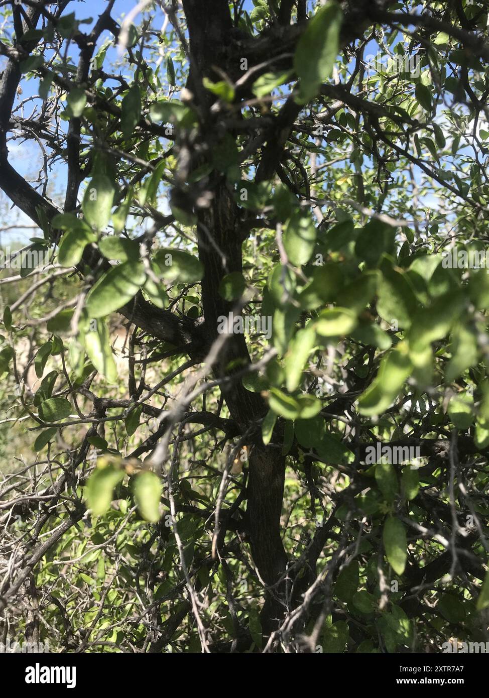 Celtis pallida hi-res stock photography and images - Alamy