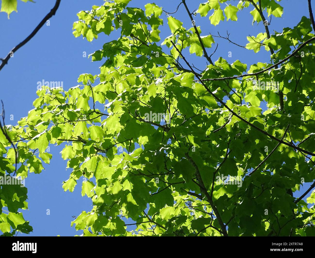 black maple (Acer nigrum) Plantae Stock Photo - Alamy