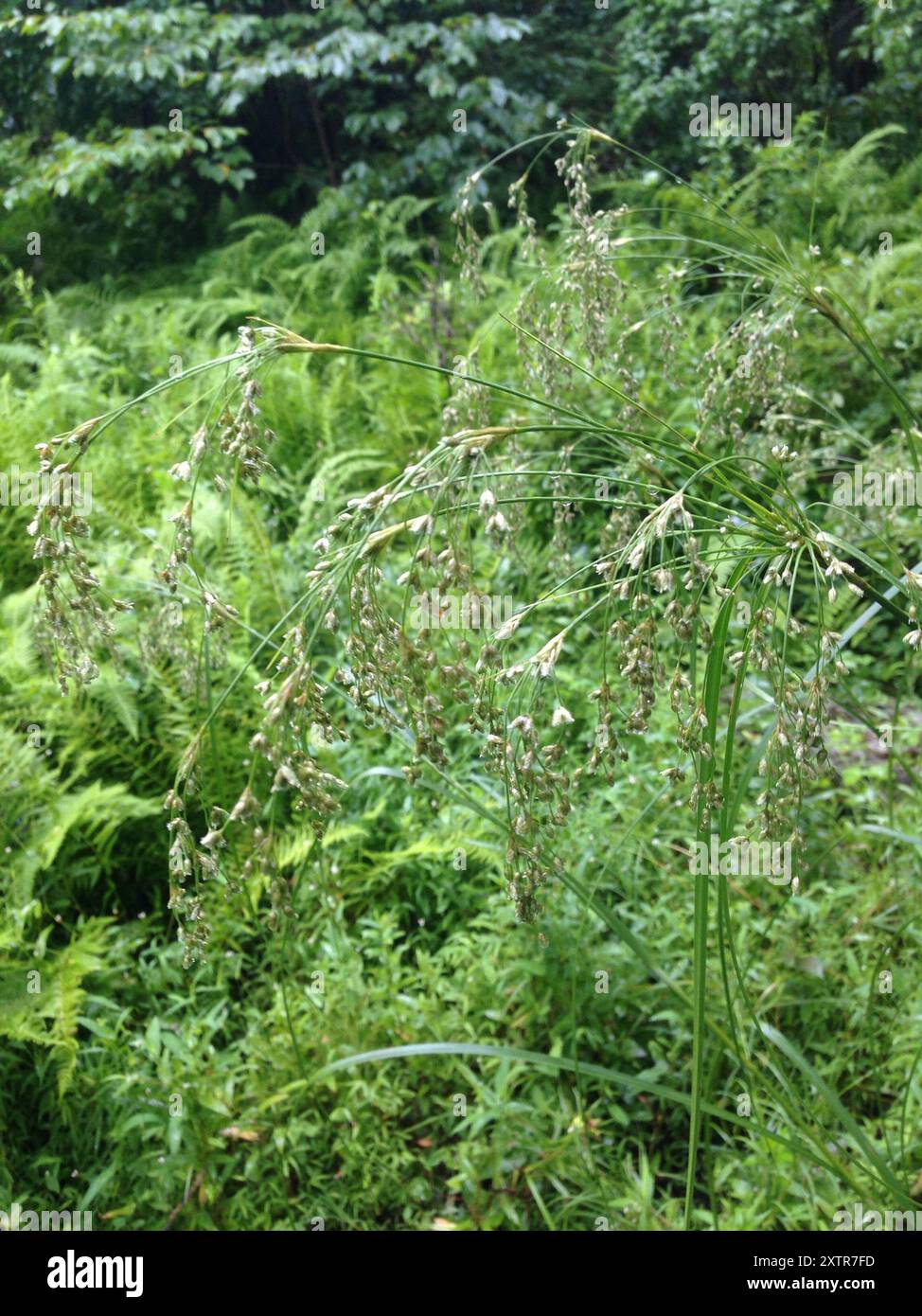 woolgrass (Scirpus cyperinus) Plantae Stock Photo - Alamy